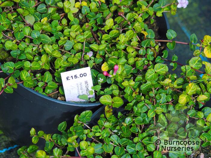 Mitchella Repens from Burncoose Nurseries