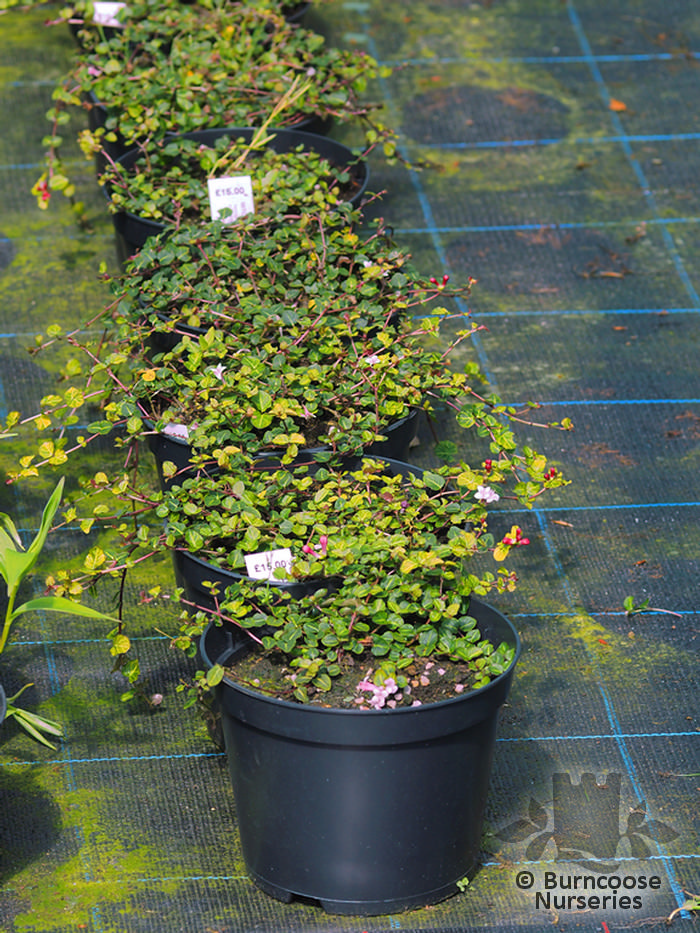 Mitchella Repens from Burncoose Nurseries