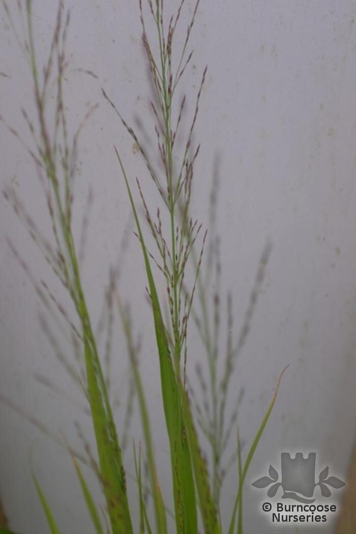Molinia from Burncoose Nurseries