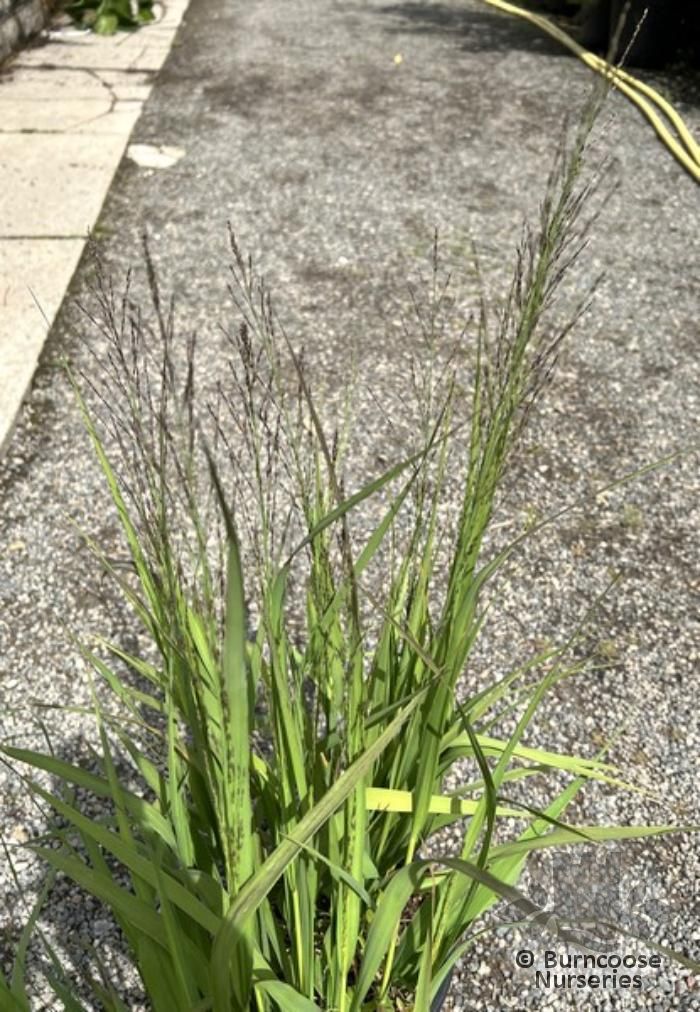 Molinia Caerulea 'Transparent' from Burncoose Nurseries