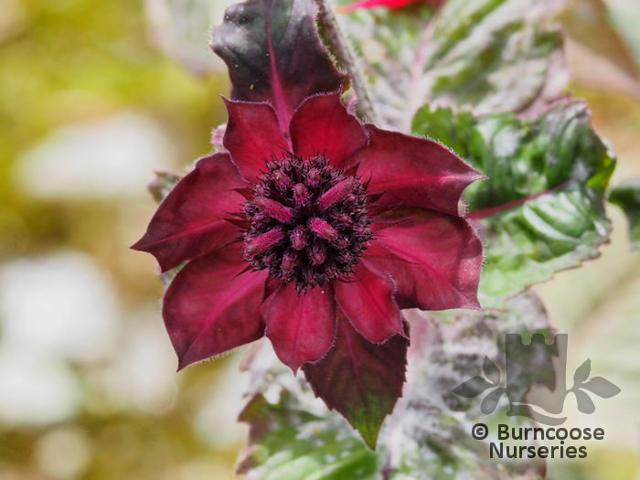 Monarda 'Fireball' from Burncoose Nurseries