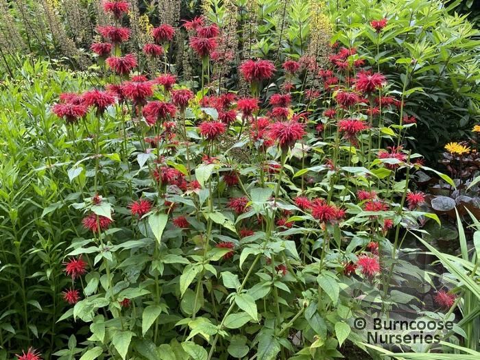 Monarda 'Fireball' from Burncoose Nurseries