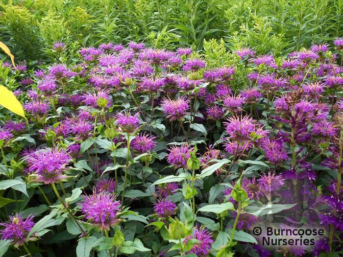 Monarda 'Prairie Night' from Burncoose Nurseries