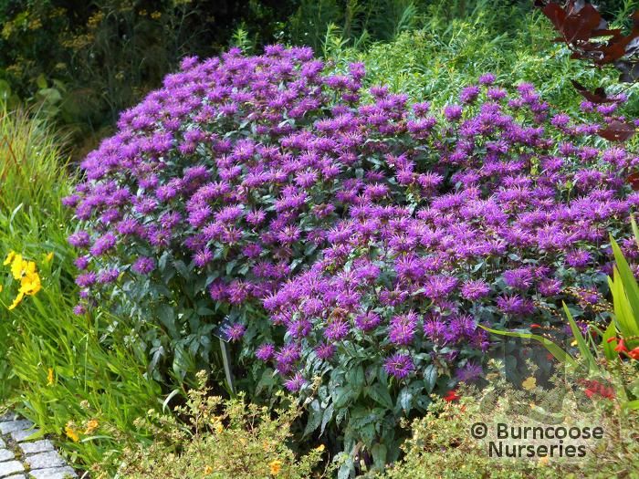 Monarda 'Prairie Night' from Burncoose Nurseries