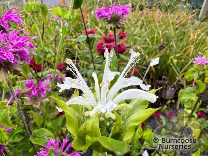 Monarda 'Schneewittchen' from Burncoose Nurseries