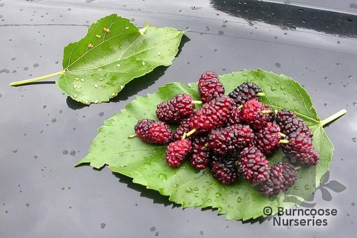 Morus Alba from Burncoose Nurseries