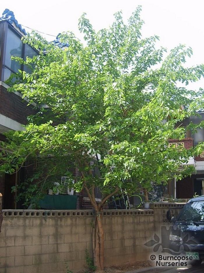 Morus Alba from Burncoose Nurseries