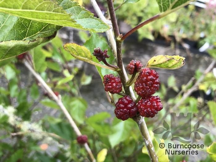 Morus Rotundifolia 'Mojo Berry' from Burncoose Nurseries