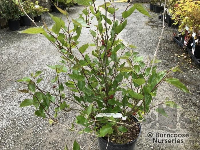 Morus Rotundifolia 'Mojo Berry' from Burncoose Nurseries