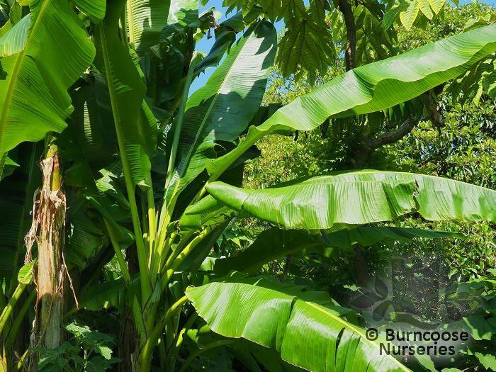 Musa Basjoo 'Sakhalin' from Burncoose Nurseries