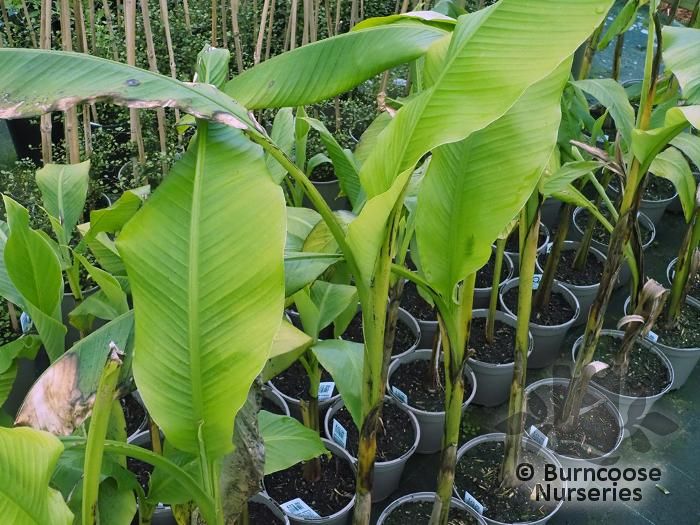 Musa Basjoo 'Sakhalin' from Burncoose Nurseries