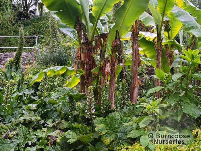 Musa Basjoo 'Sakhalin' from Burncoose Nurseries