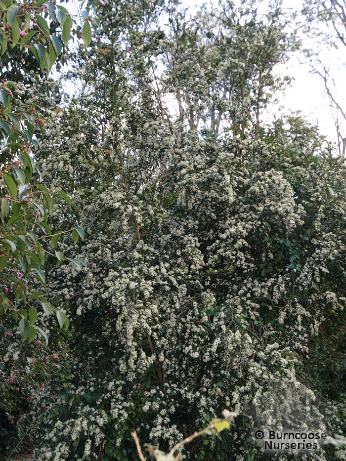 Myrtus from Burncoose Nurseries