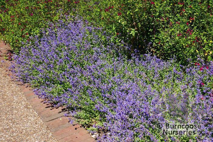 Nepeta Faassenii 'Kit Cat' from Burncoose Nurseries