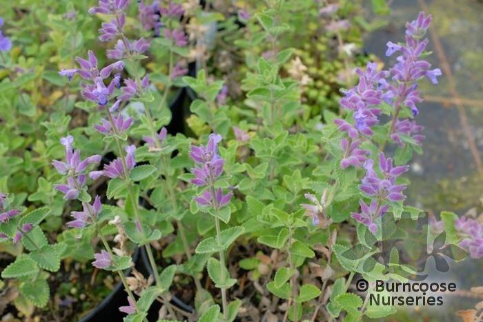 Nepeta Faassenii 'Kit Cat' from Burncoose Nurseries