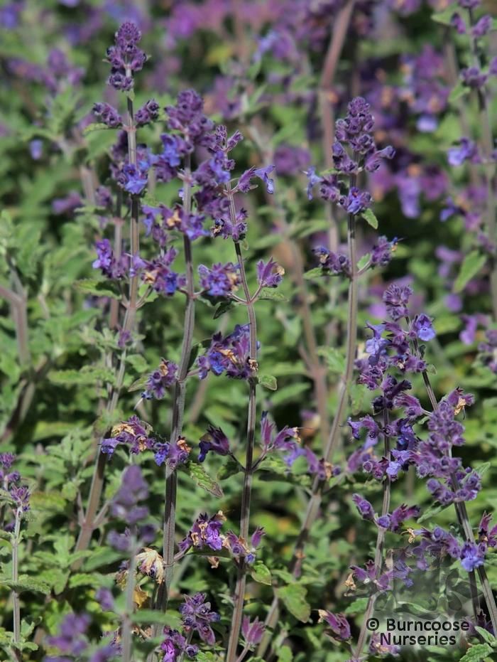 Nepeta Faassenii from Burncoose Nurseries