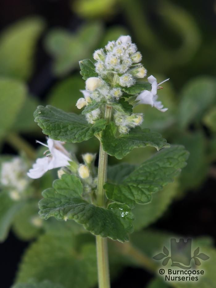 Nepeta from Burncoose Nurseries