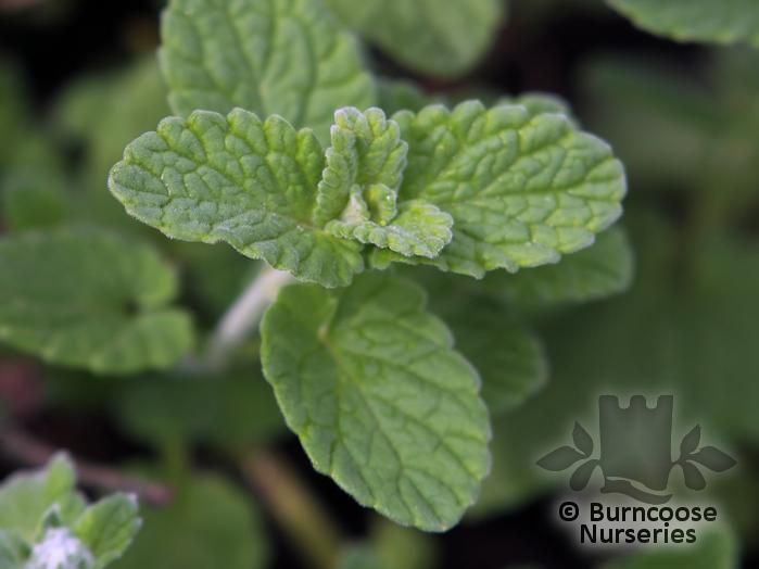 Nepeta Racemosa 'Snowflake' from Burncoose Nurseries
