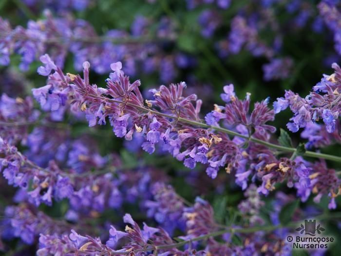 Nepeta from Burncoose Nurseries