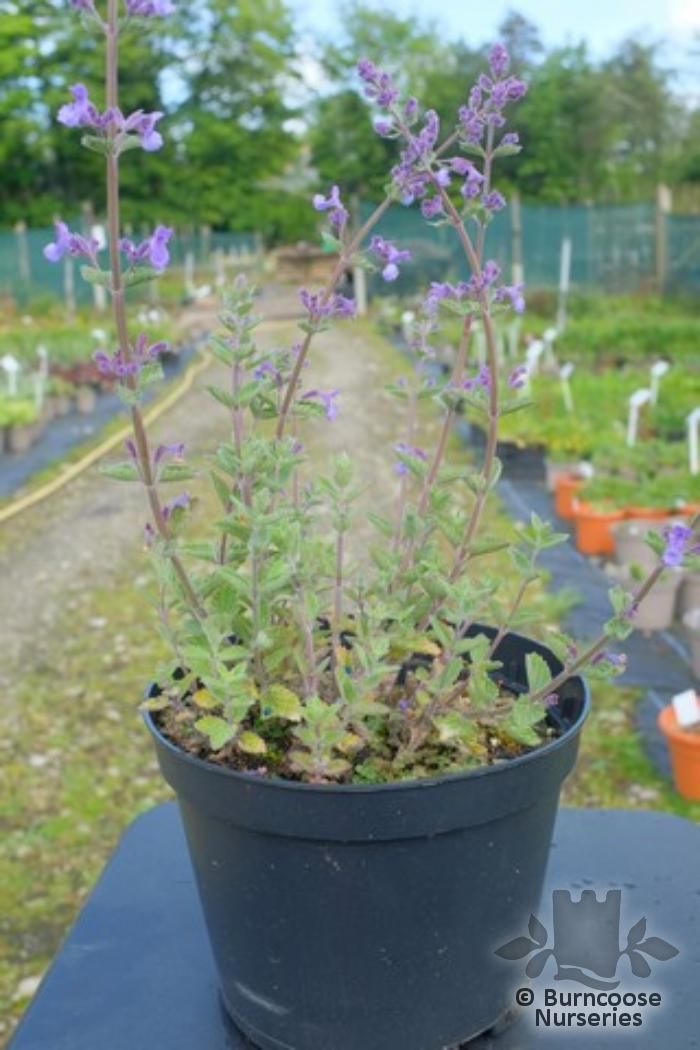 Nepeta 'Junior Walker' from Burncoose Nurseries