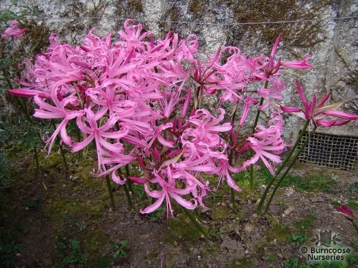 Nerine Bowdenii 'Pink Triumph' from Burncoose Nurseries
