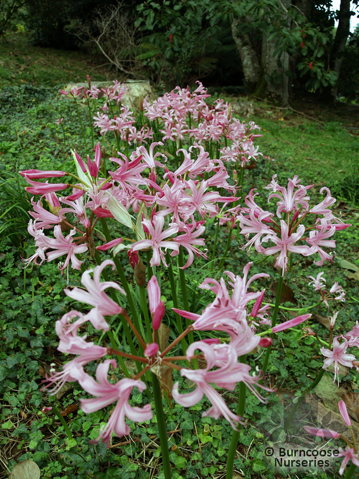 Nerine Bowdenii 'Pink Triumph' from Burncoose Nurseries