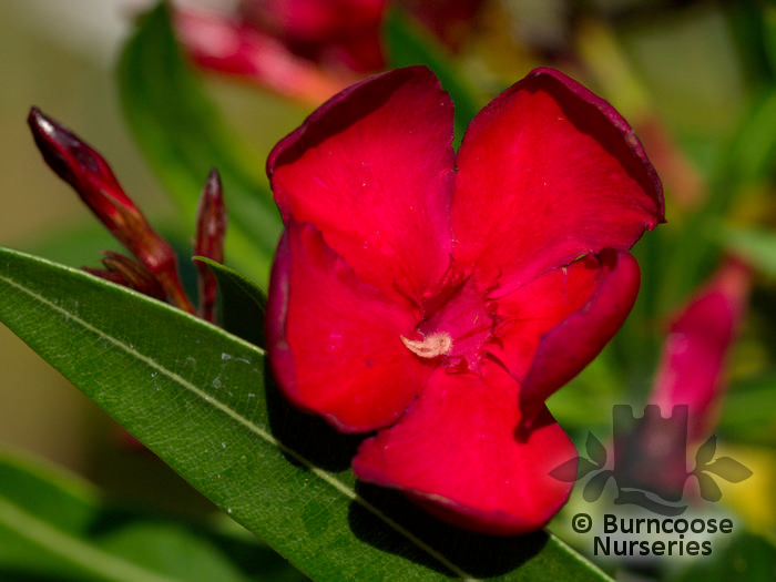 Nerium Oleander Red from Burncoose Nurseries