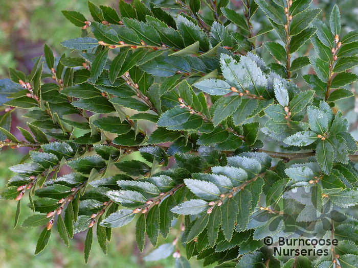 Nothofagus Dombeyi from Burncoose Nurseries