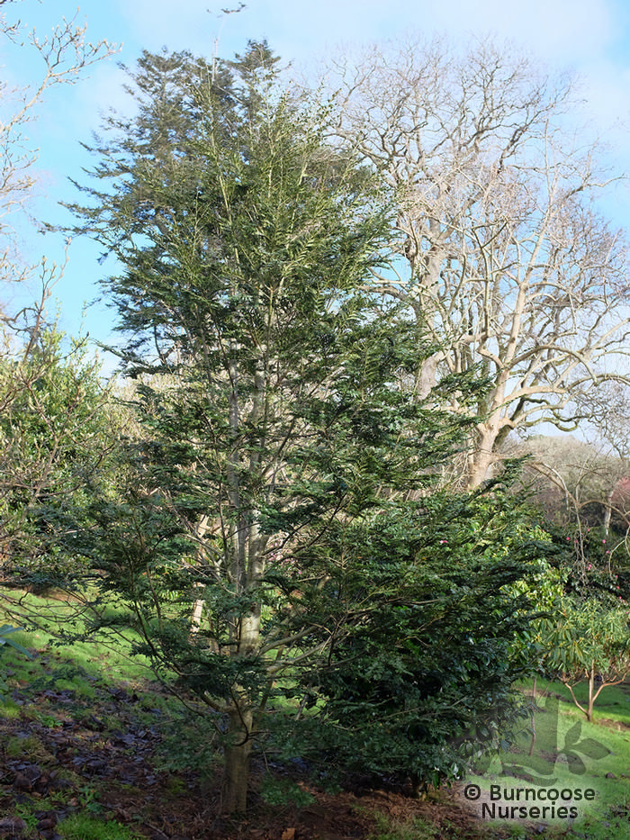 Nothofagus Dombeyi from Burncoose Nurseries