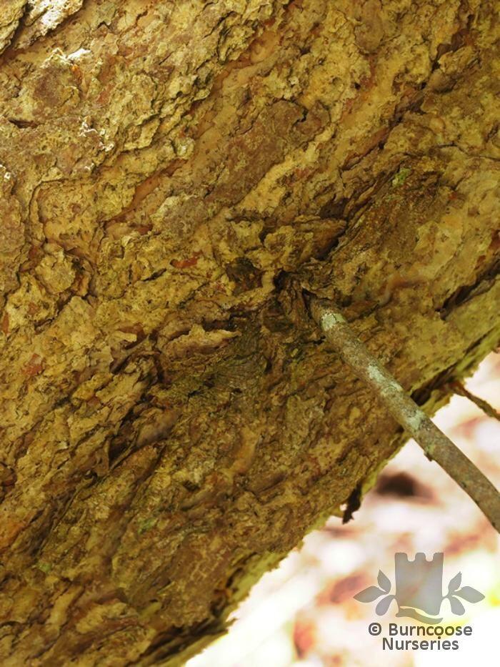 Nothofagus Glauca from Burncoose Nurseries