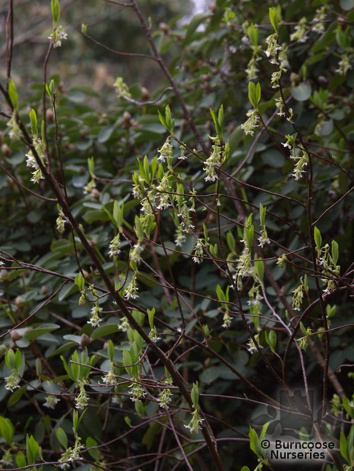Oemleria Cerasiformis from Burncoose Nurseries