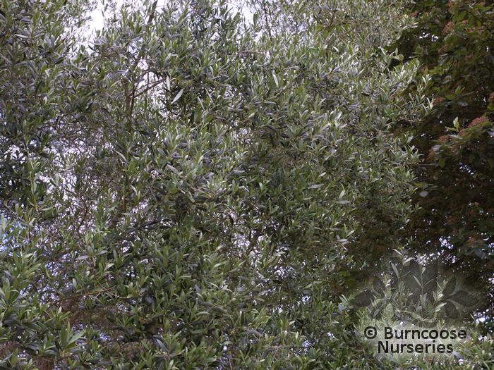 Olea from Burncoose Nurseries