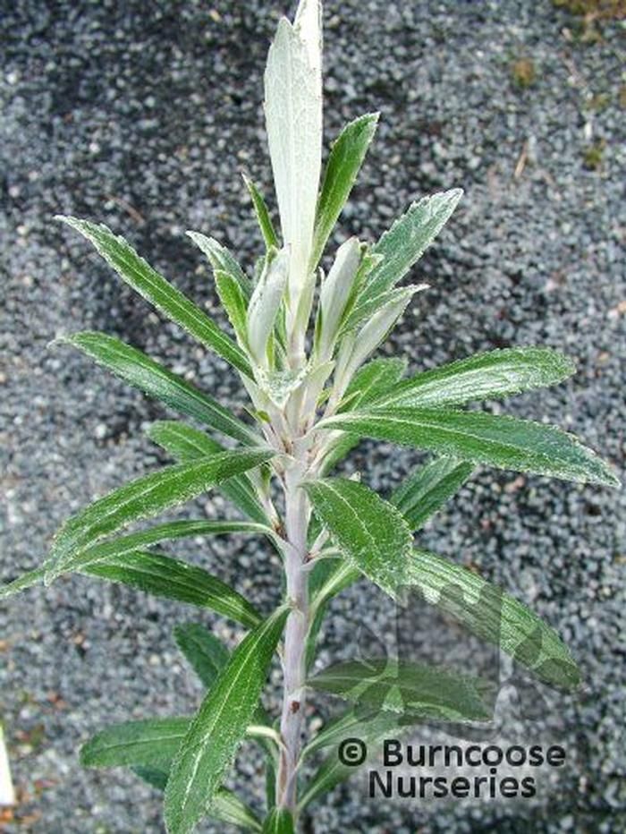 Olearia from Burncoose Nurseries