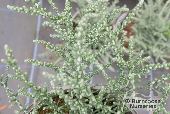 Olearia from Burncoose Nurseries