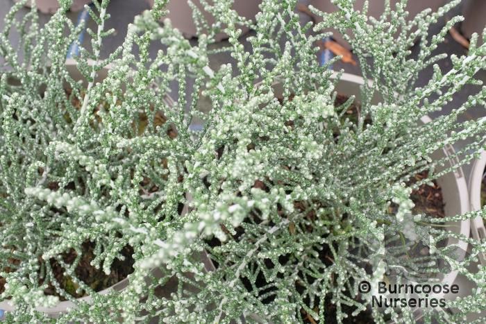 Olearia Lepidophylla 'Silver Knight' from Burncoose Nurseries