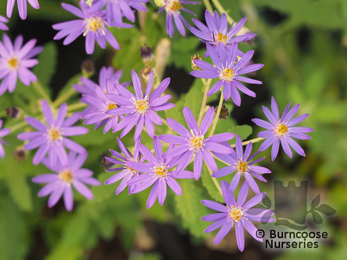 Olearia from Burncoose Nurseries