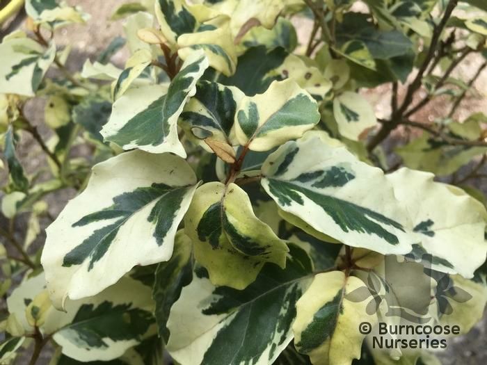 Olearia from Burncoose Nurseries
