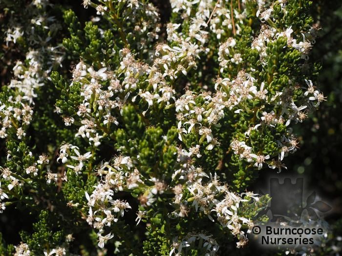 Olearia Nummularifolia from Burncoose Nurseries