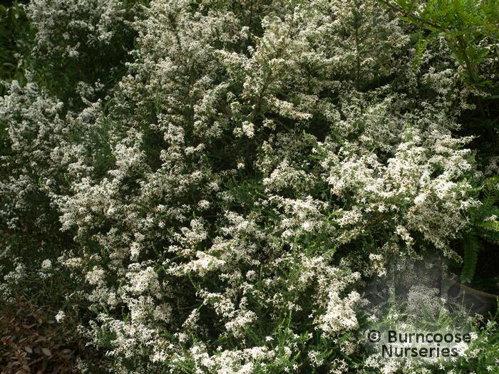 Olearia Nummularifolia from Burncoose Nurseries