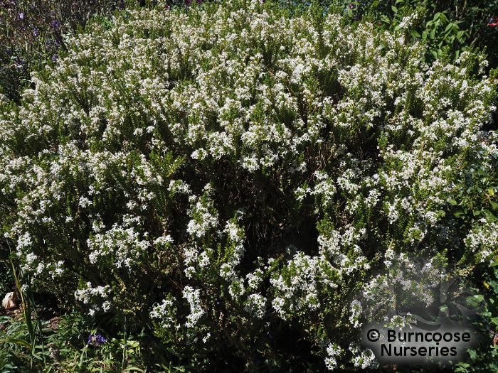 Olearia Nummularifolia from Burncoose Nurseries