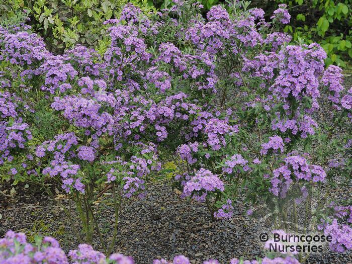 Olearia from Burncoose Nurseries