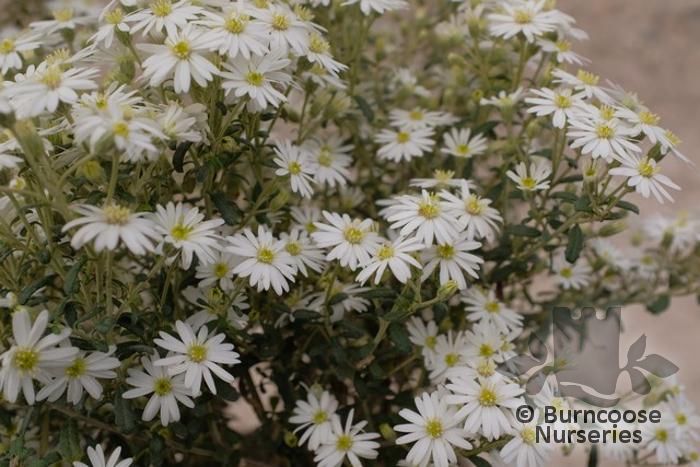 Olearia Phlogopappa 'Spring Bling' from Burncoose Nurseries