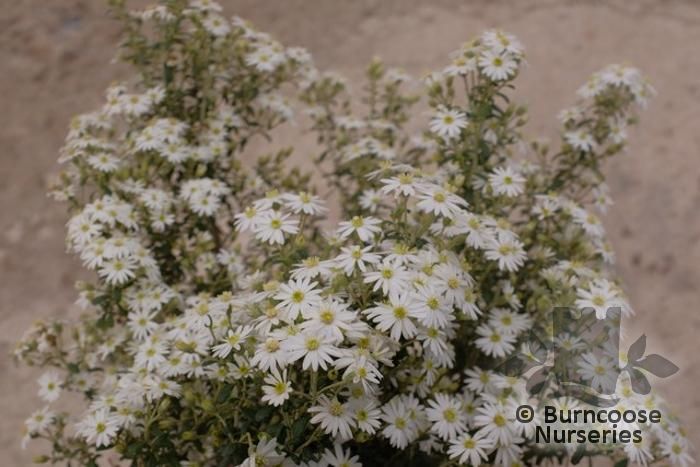 Olearia Phlogopappa 'Spring Bling' from Burncoose Nurseries