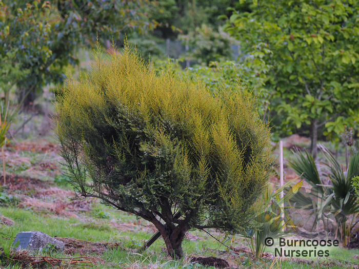 Olearia from Burncoose Nurseries