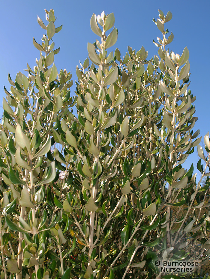 Olearia Pietro Scibilia Sicily