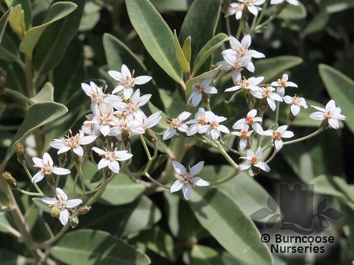 Olearia X Oleifolia 'Waikariensis' from Burncoose Nurseries