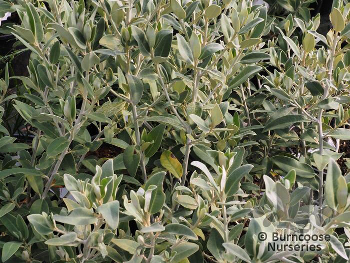 Olearia X Oleifolia 'Waikariensis' from Burncoose Nurseries