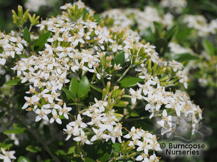 Olearia from Burncoose Nurseries