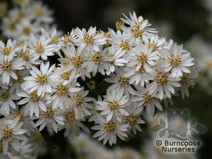 Olearia X Scilloniensis from Burncoose Nurseries