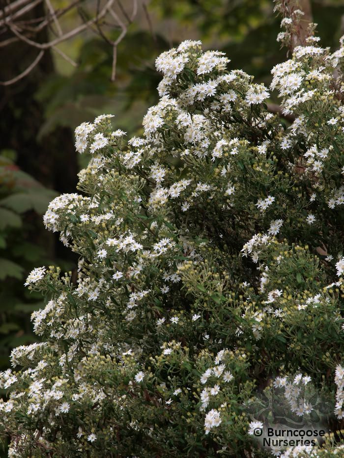 Olearia X Scilloniensis from Burncoose Nurseries